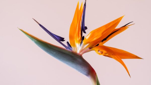 Bird of Paradise Meaning and Symbolism