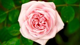 The Blooming Cycle of Roses