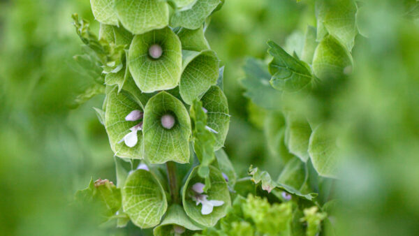 Bells of Ireland: Unveiling Symbolism in Celebratory Floral Arrangements